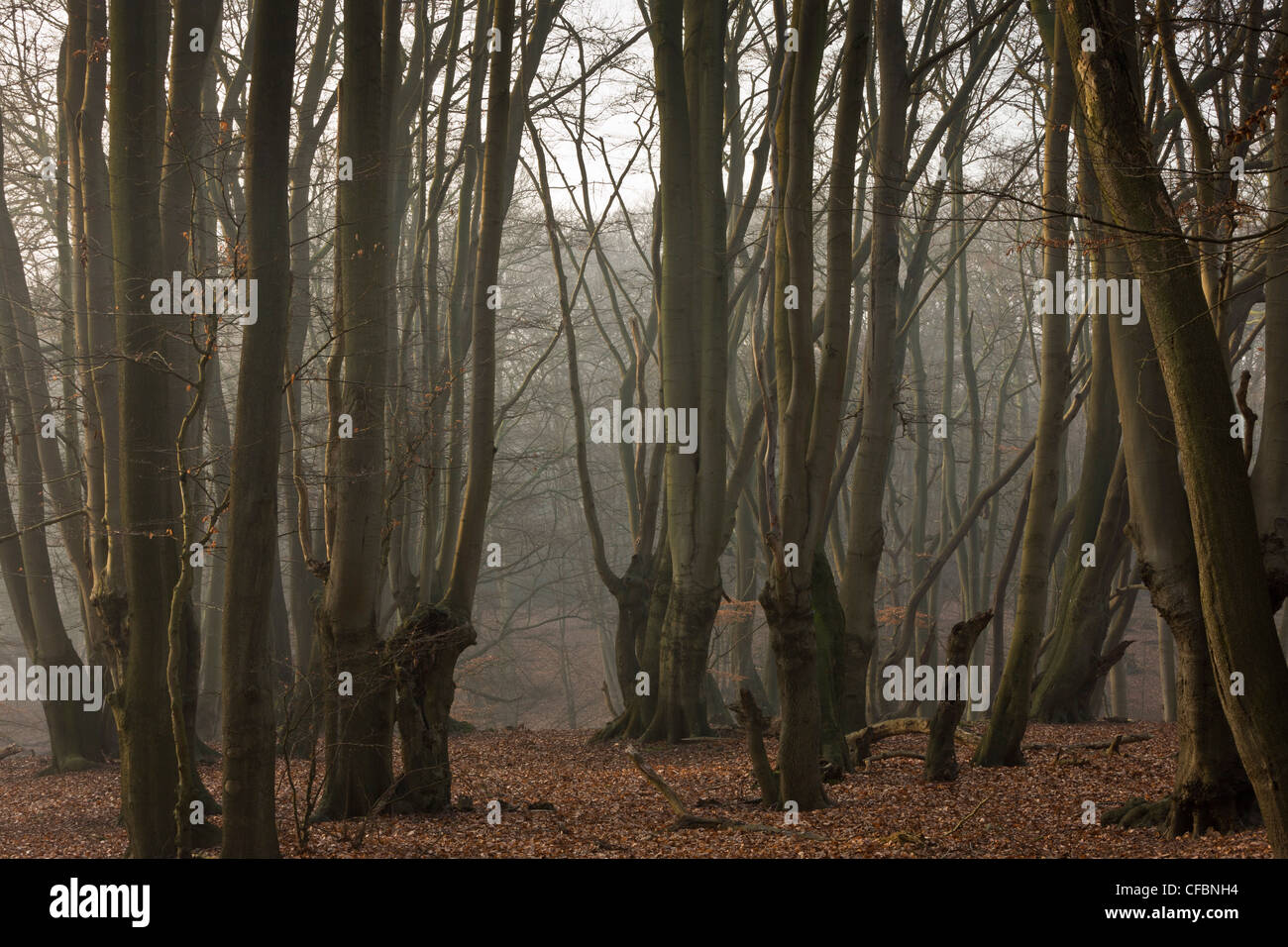 Pollarded Beech Tree High Resolution Stock Photography and Images - Alamy