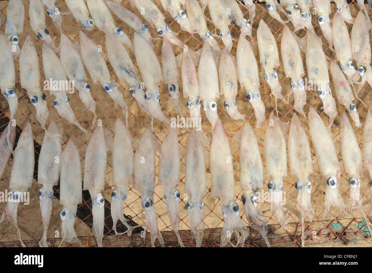 Shrimp drying hi-res stock photography and images - Alamy