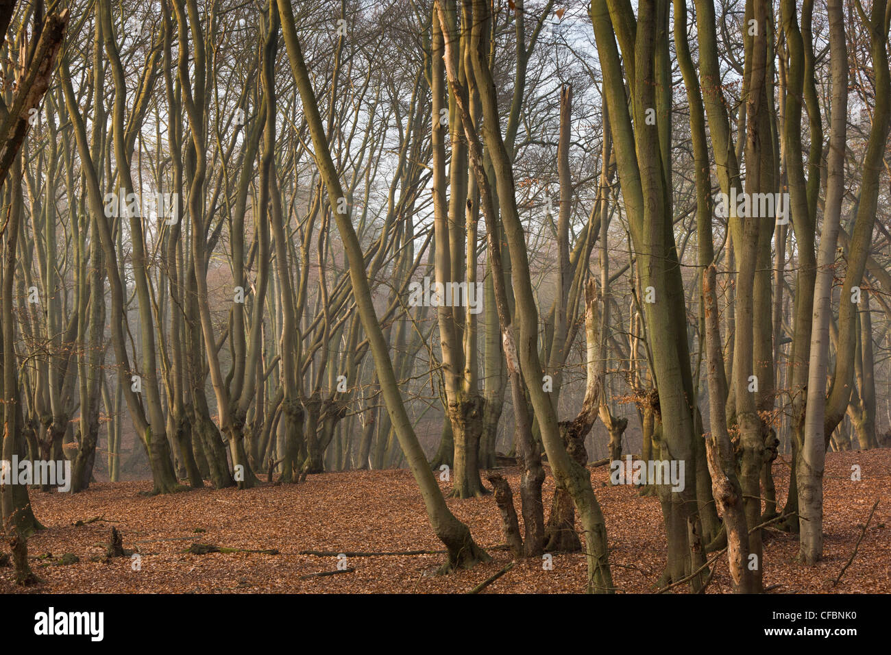 Ancient Beech pollards in Great Monk Wood, Epping Forest. London Stock ...