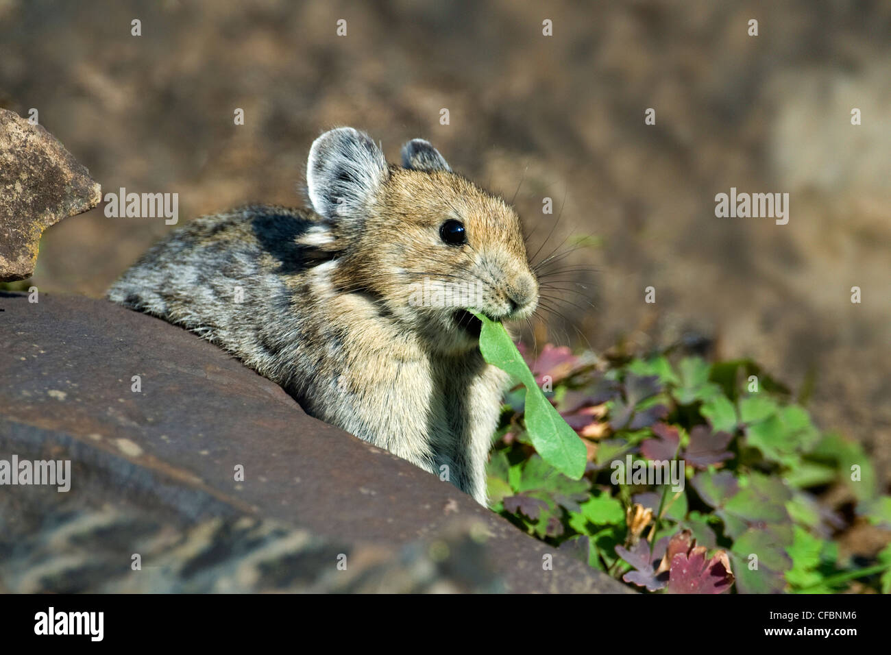 Haypiles hi-res stock photography and images - Alamy