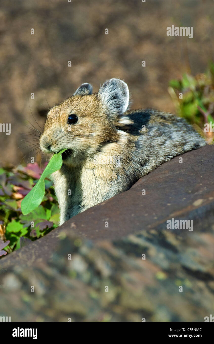 Haypiles hi-res stock photography and images - Alamy