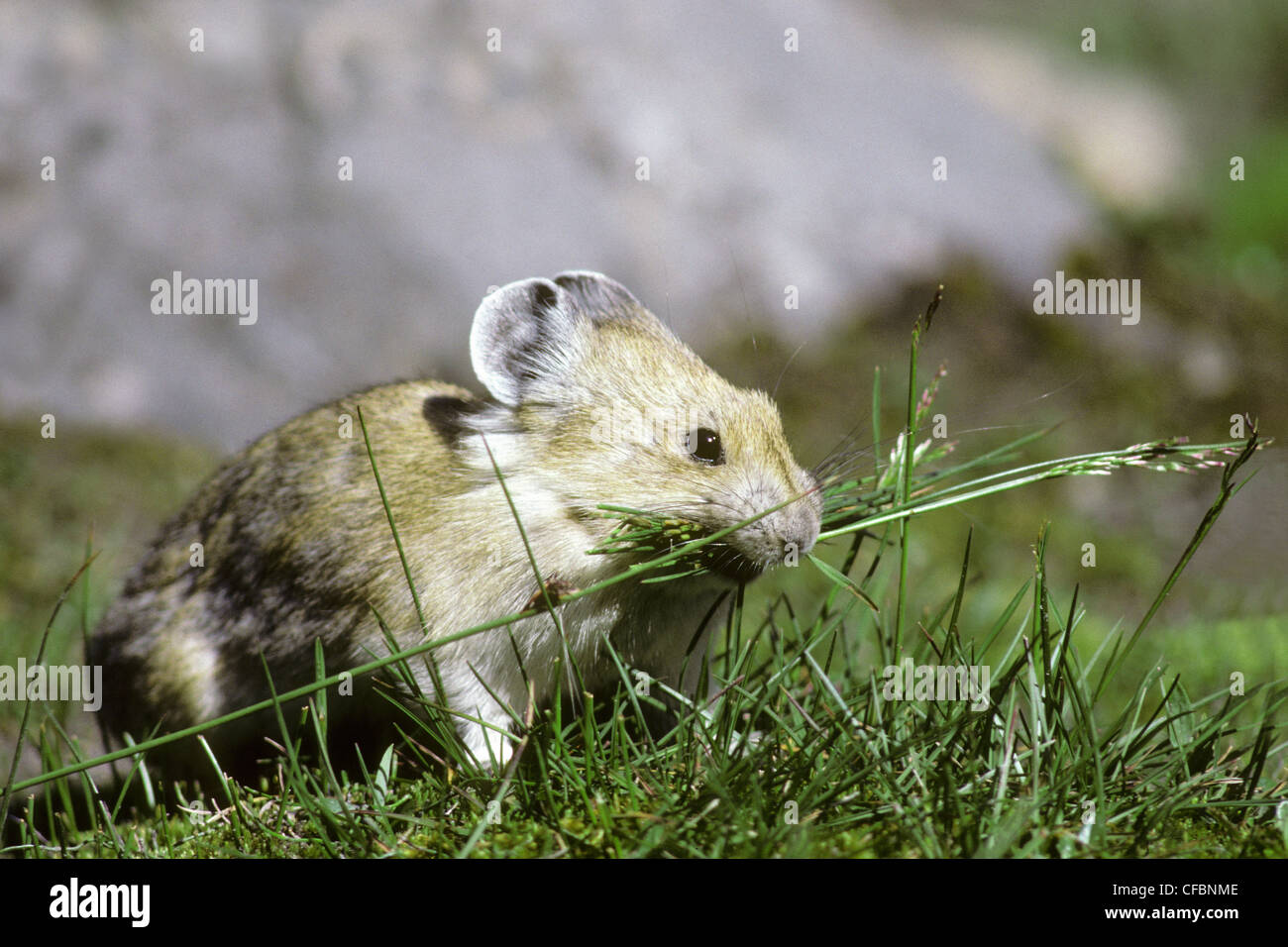 American pika (Ochotona princeps) gathering sedges for its haypiles ...