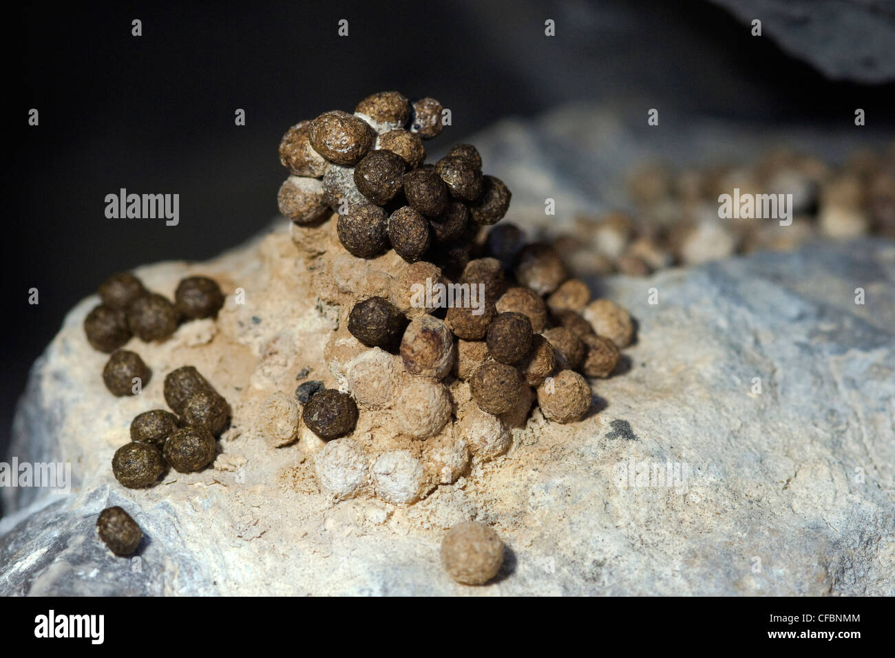 American pika (Ochotona princeps) dung midden, Rocky Mountains, western ...