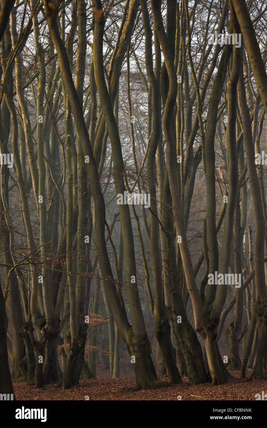 Pollard tree epping hi-res stock photography and images - Alamy