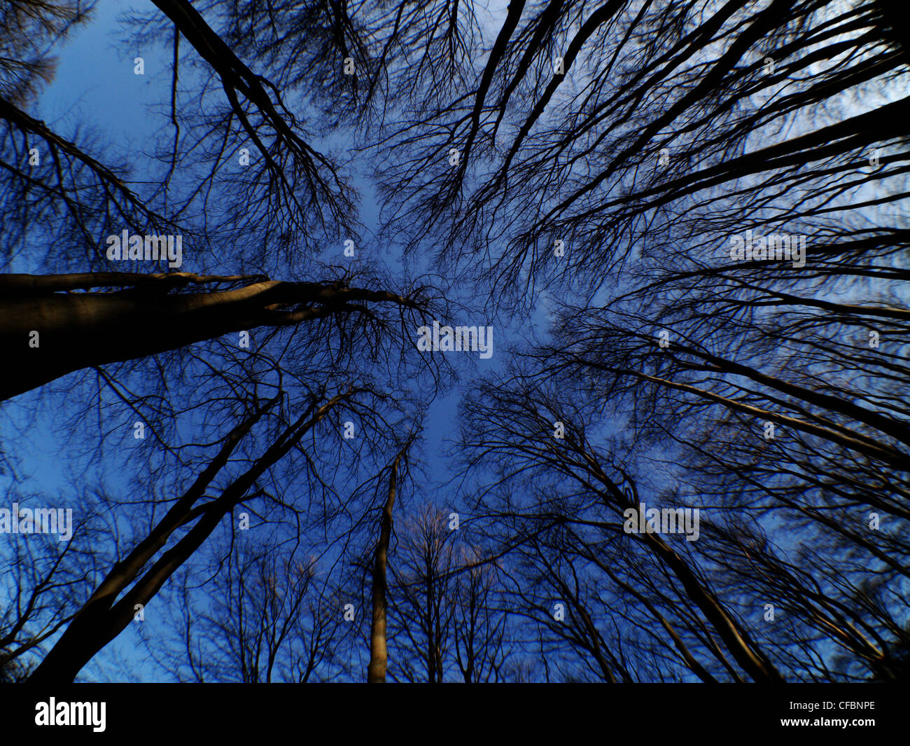 High trees with blue sky Stock Photo - Alamy