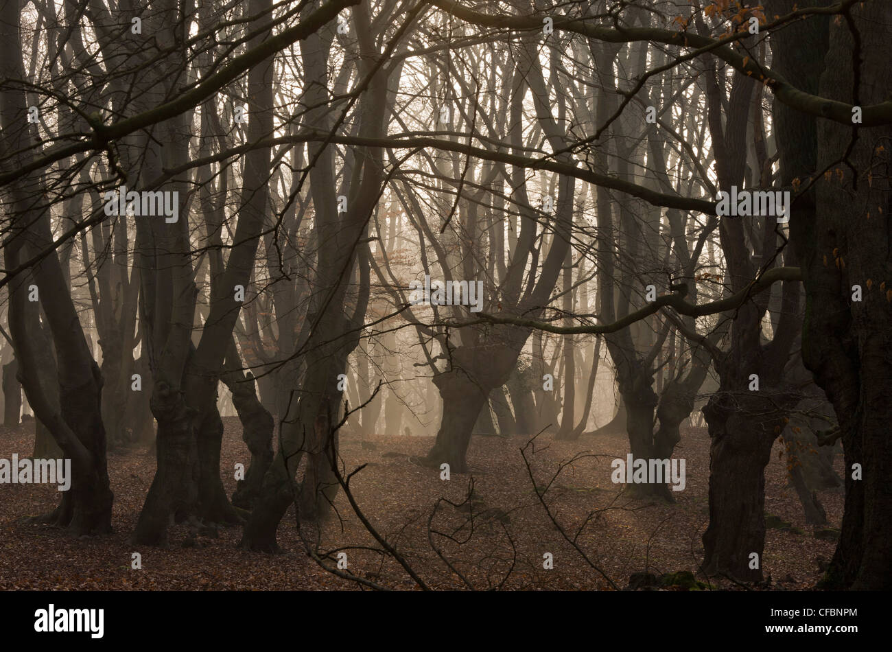 Pollard pollards pollarded pollarding hi-res stock photography and ...