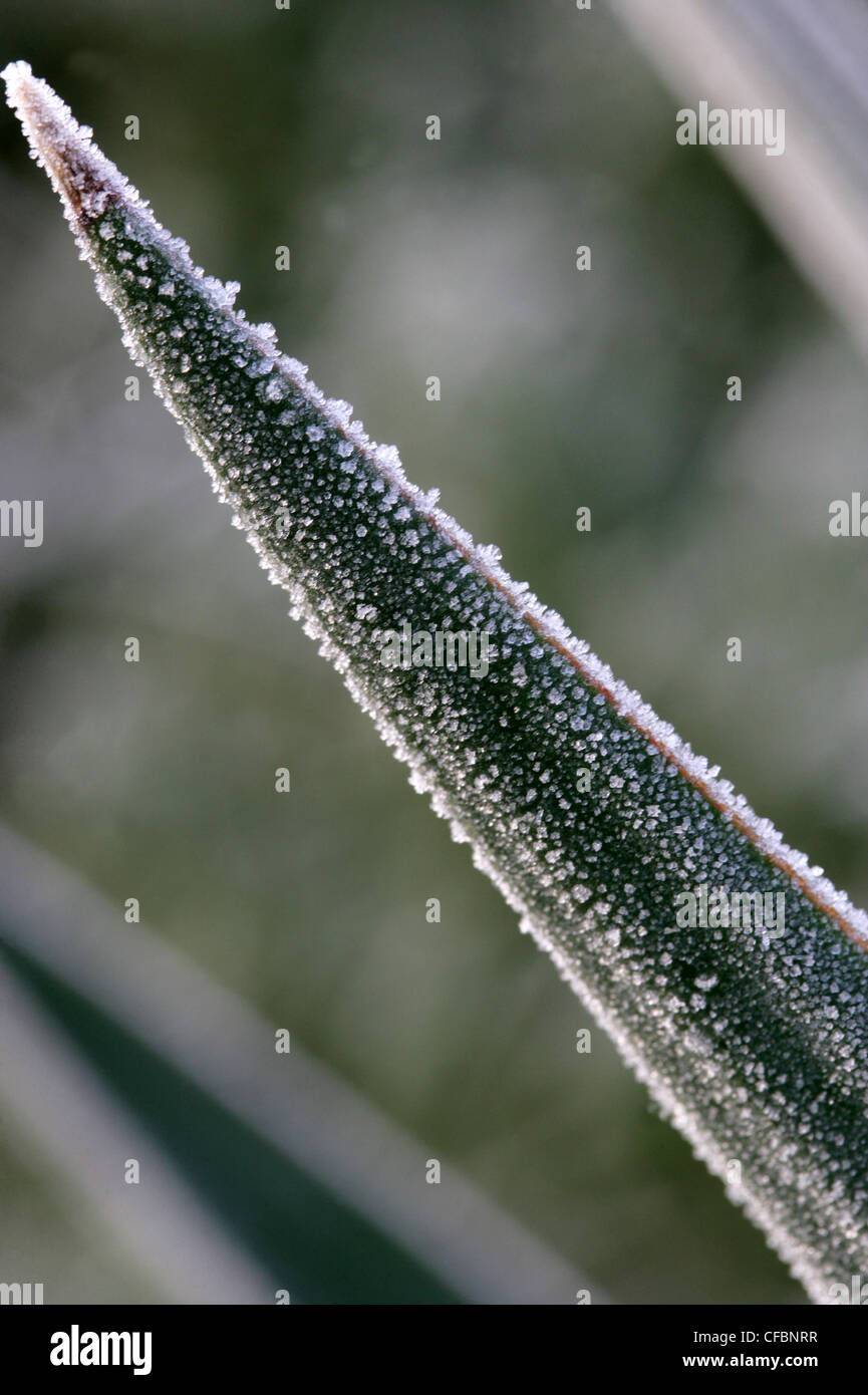 Yukka plant leaf covered with frost Stock Photo - Alamy