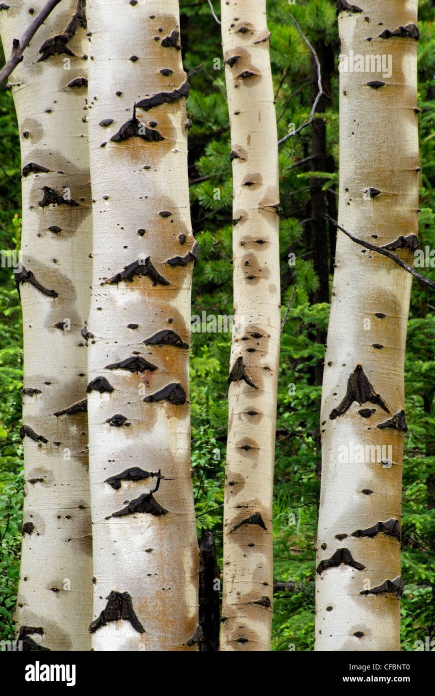 Trembling poplar tree hi-res stock photography and images - Alamy