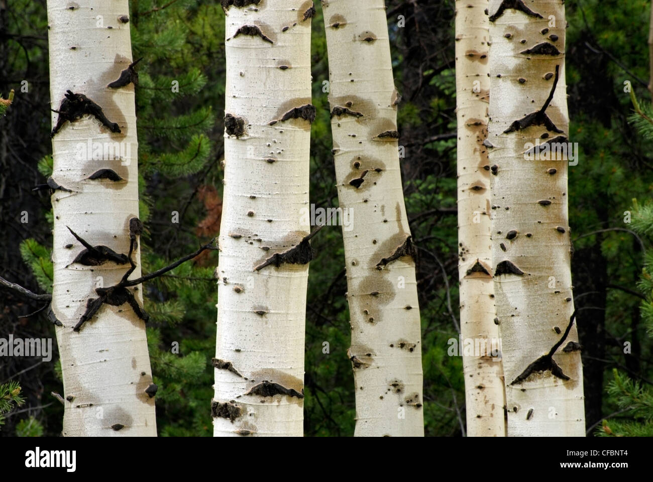 Trembling poplar tree hi-res stock photography and images - Alamy
