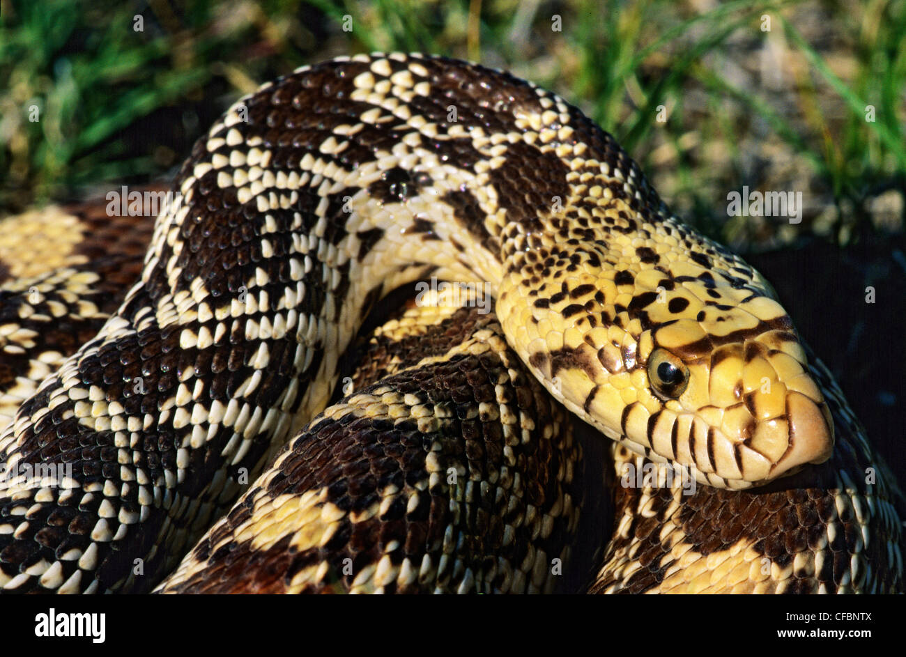 Bullsnake hi-res stock photography and images - Alamy