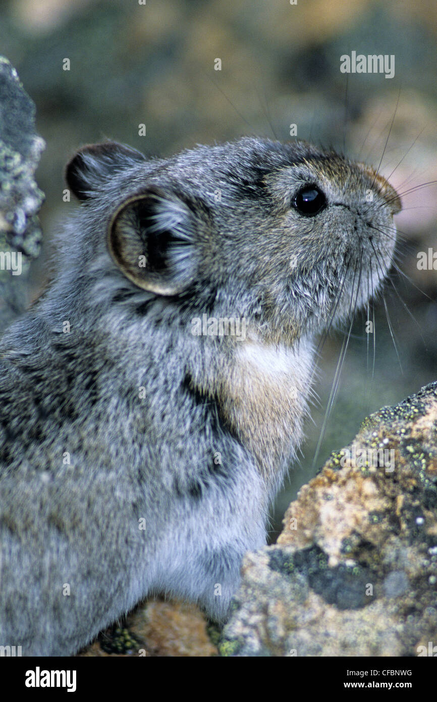 Adult collared pika (Ochotona collaris), central Alaska Stock Photo - Alamy
