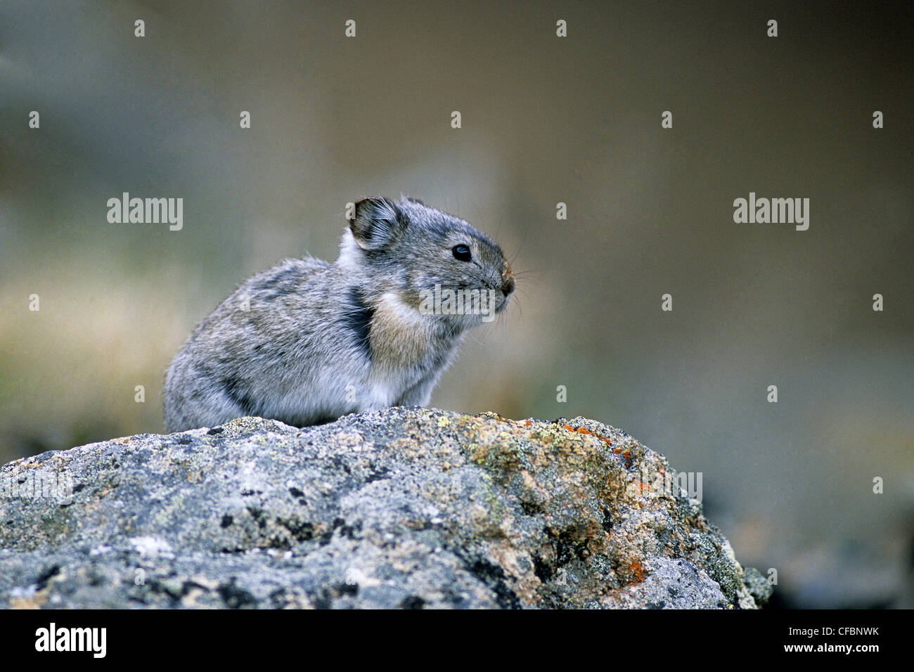 Adult collared pika (Ochotona collaris), central Alaska Stock Photo - Alamy