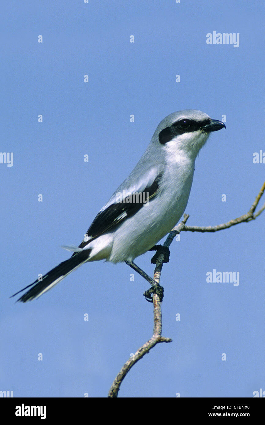 Adult loggerhead shrike (Lanius ludovicianus), eastern USA Stock Photo ...
