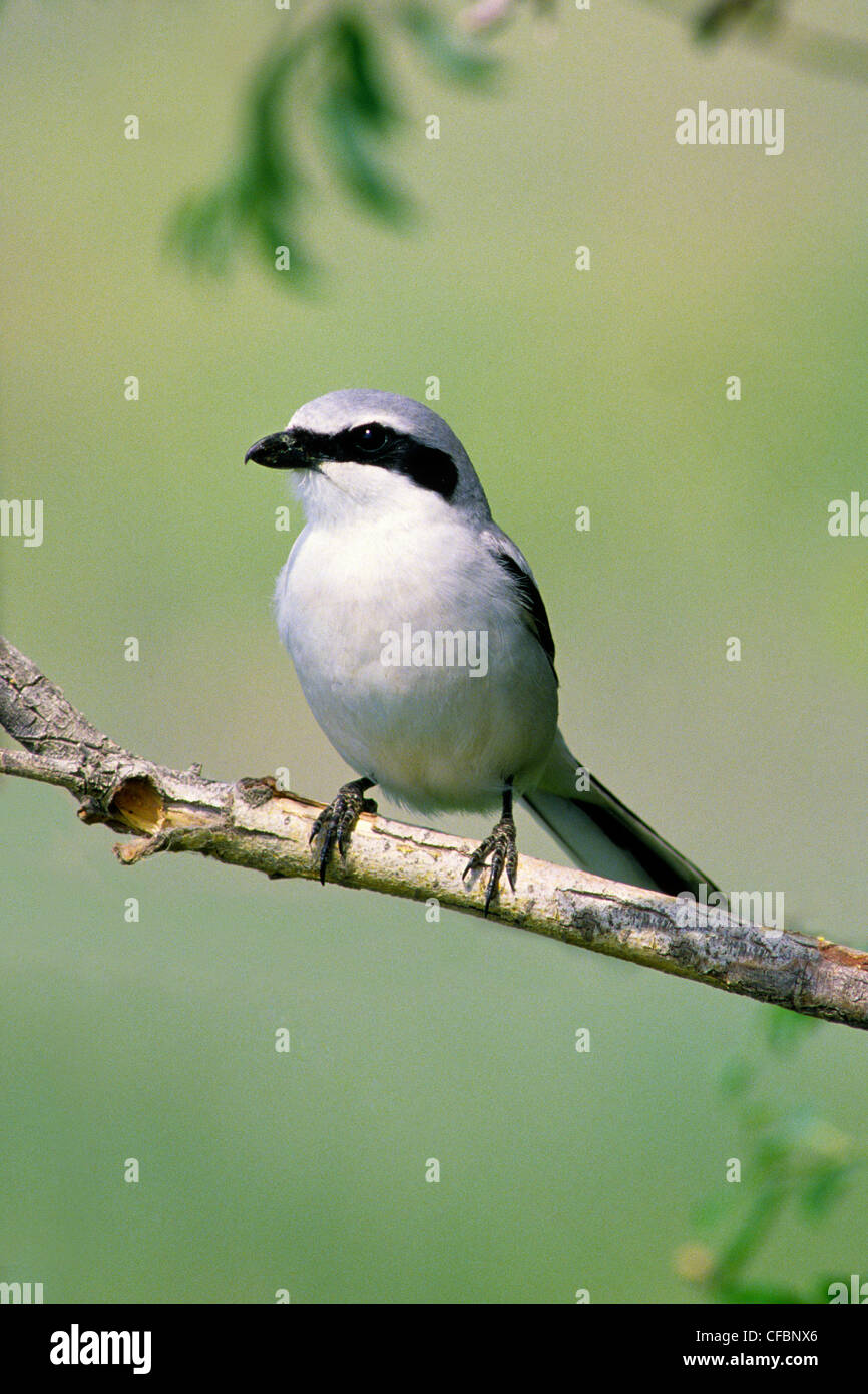 Adult loggerhead shrike (Lanius ludovicianus), eastern USA Stock Photo ...