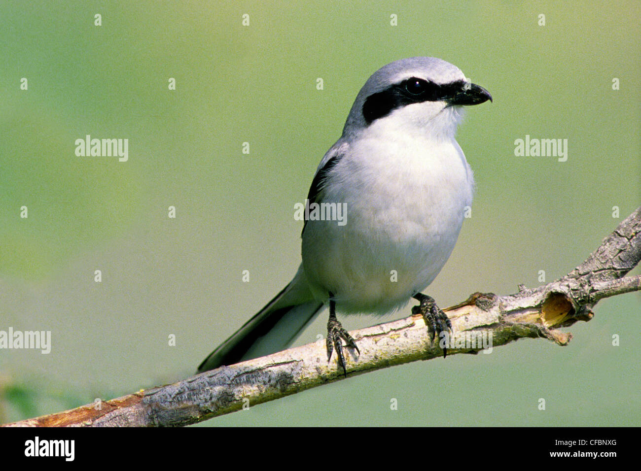 Adult loggerhead shrike (Lanius ludovicianus), eastern USA Stock Photo ...