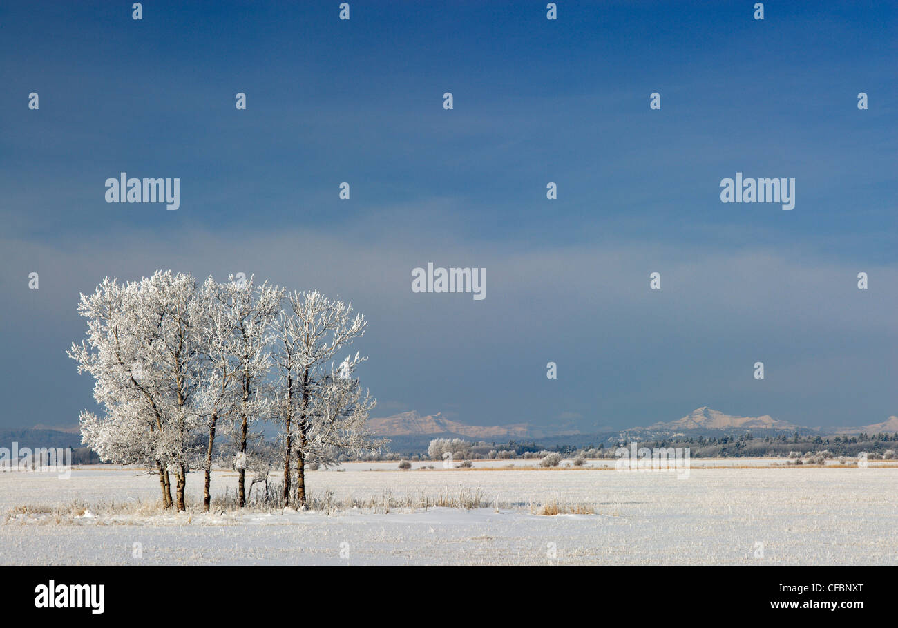 Golden aspen trees in alberta hi-res stock photography and images - Alamy