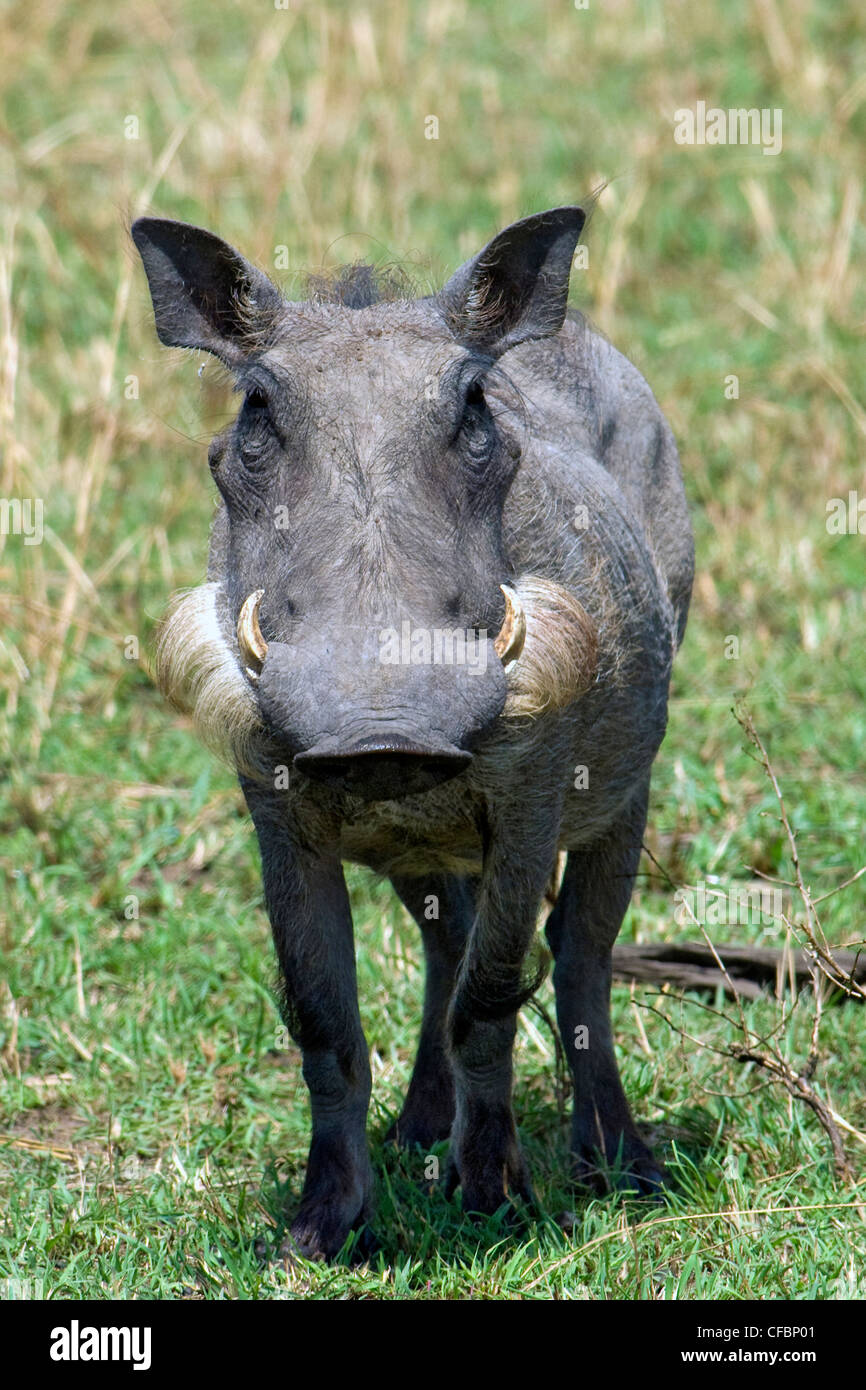 Adult female warthog (Phacochoerus aethiopicus), East Africa Stock ...