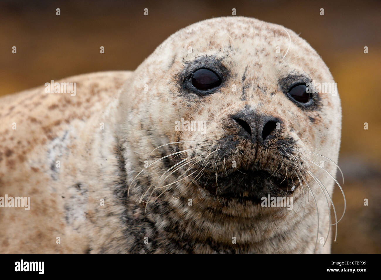 Seal close up, Isle of Skye Stock Photo - Alamy