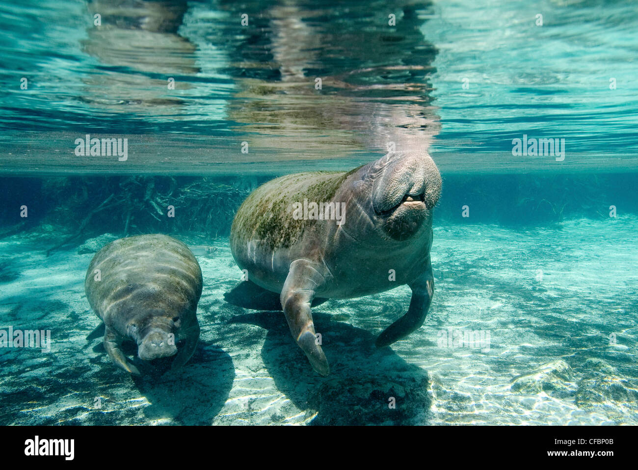 Florida manatee (Trichechus manatus latirostris), mother and calf ...