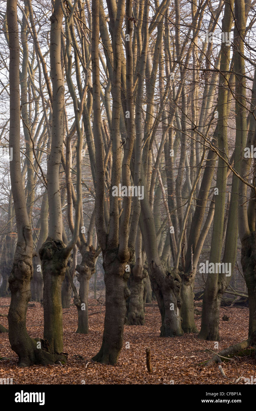 Ancient Beech pollards in Great Monk Wood, Epping Forest. London Stock ...