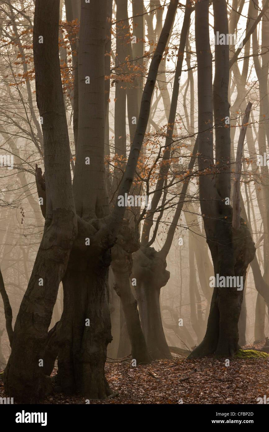 Pollard tree epping hi-res stock photography and images - Alamy