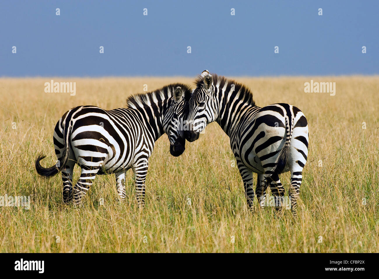 Female plains zebras (Hippotigris quagga) mutually grooming, Masai Mara ...