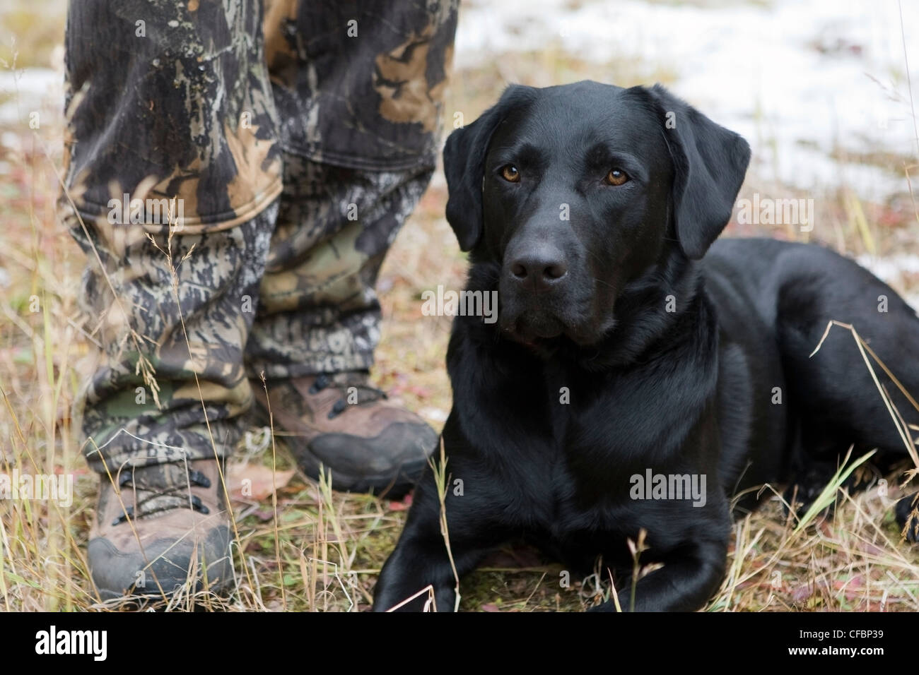 Man and dog hunting together in British Columbia, Canada Stock Photo ...