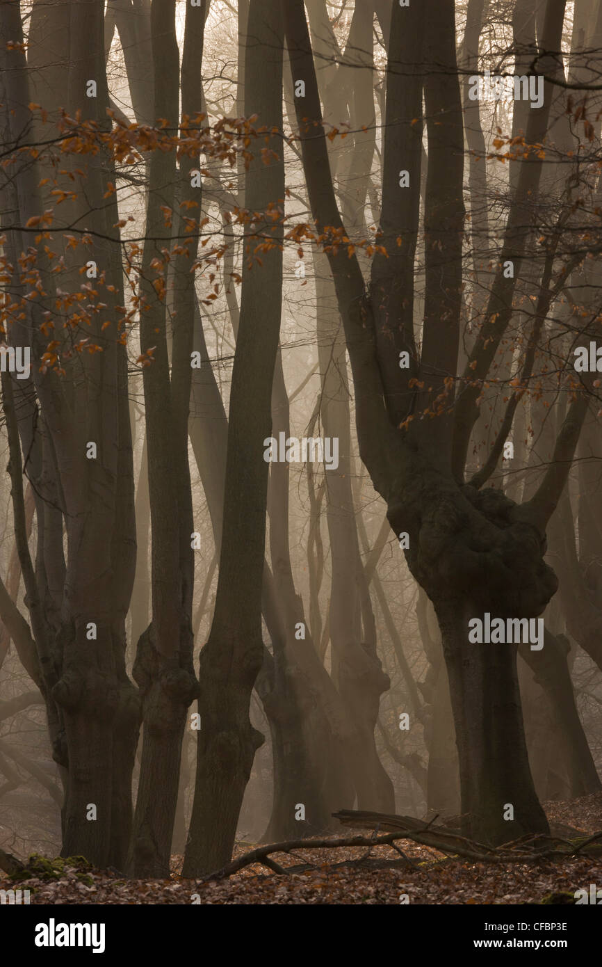 Pollard pollards pollarded pollarding hi-res stock photography and ...