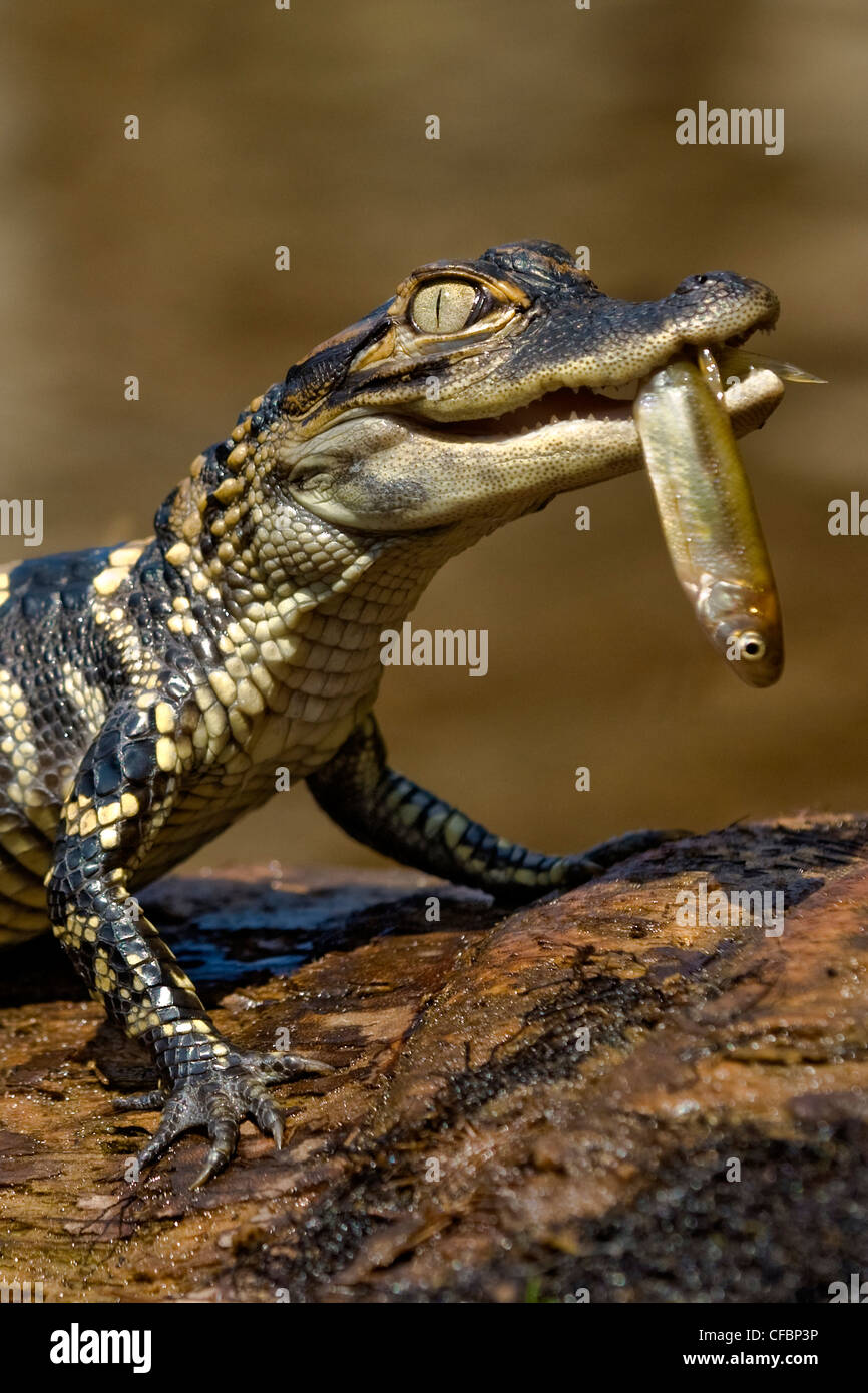 Baby alligator eating High Resolution Stock Photography and Images - Alamy