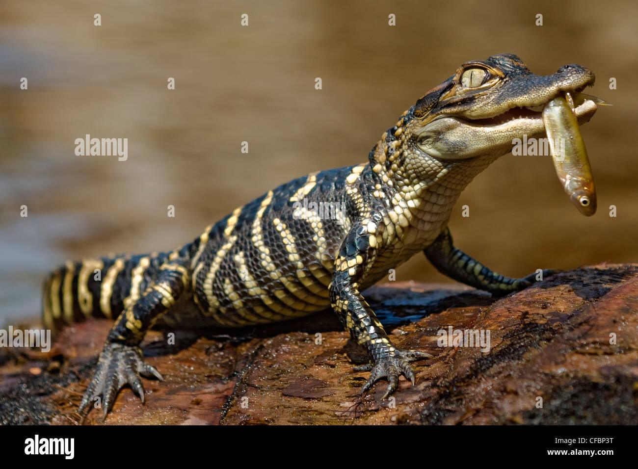 Baby alligator eating hi-res stock photography and images - Alamy