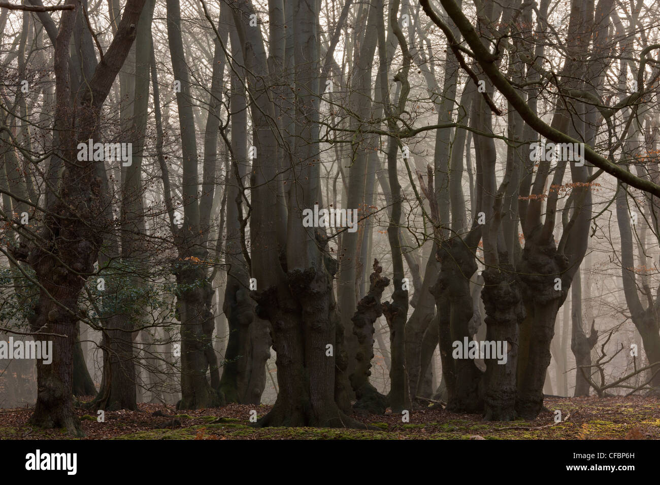 Pollard pollards pollarded pollarding hi-res stock photography and ...