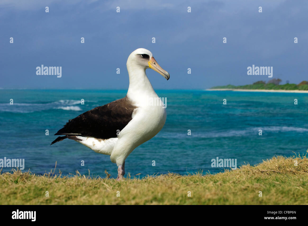 Diomedea immutabilis hi-res stock photography and images - Alamy