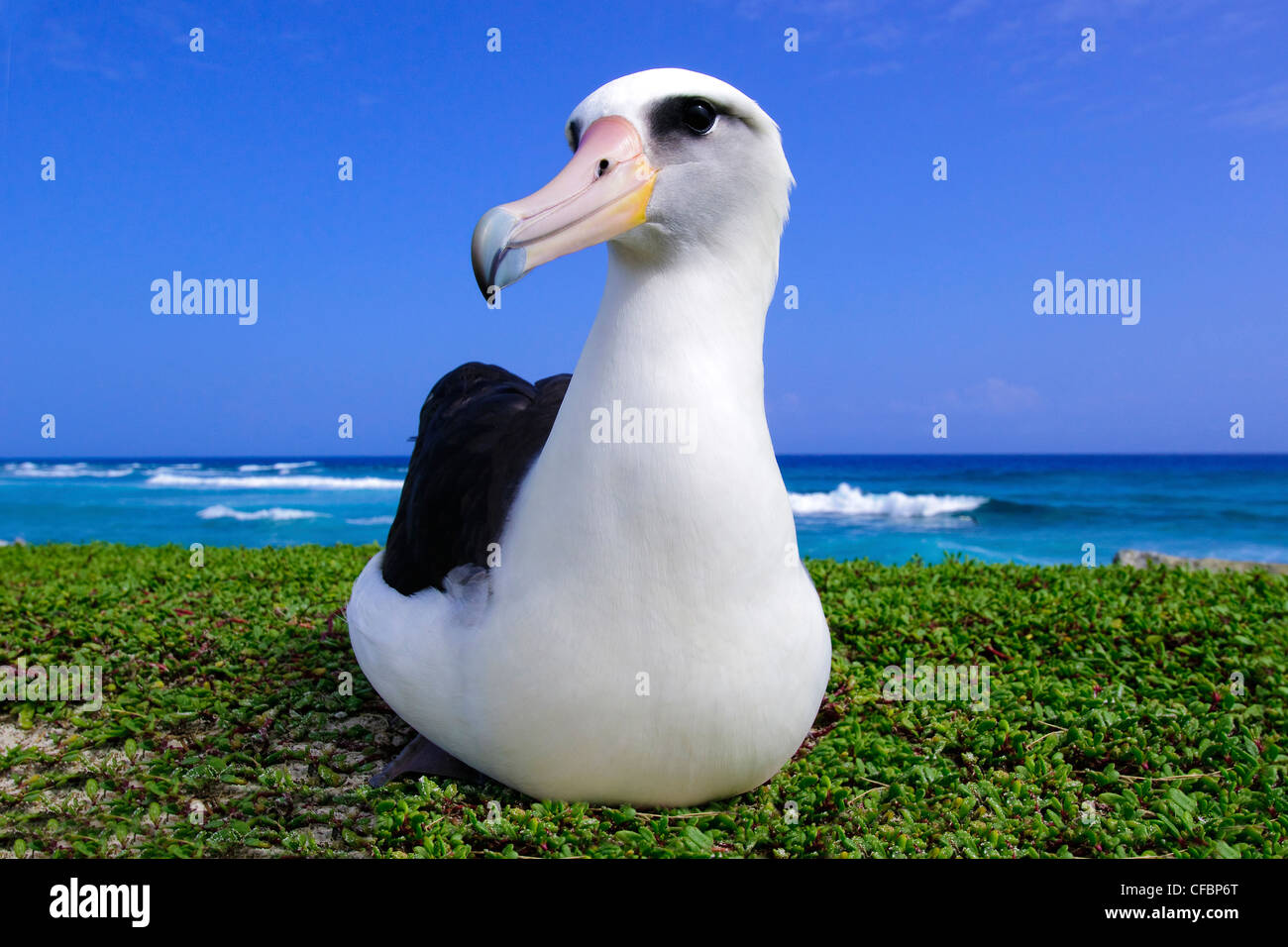 Laysan albatross (Diomedea immutabilis), Midway Atoll, Hawaii Stock ...