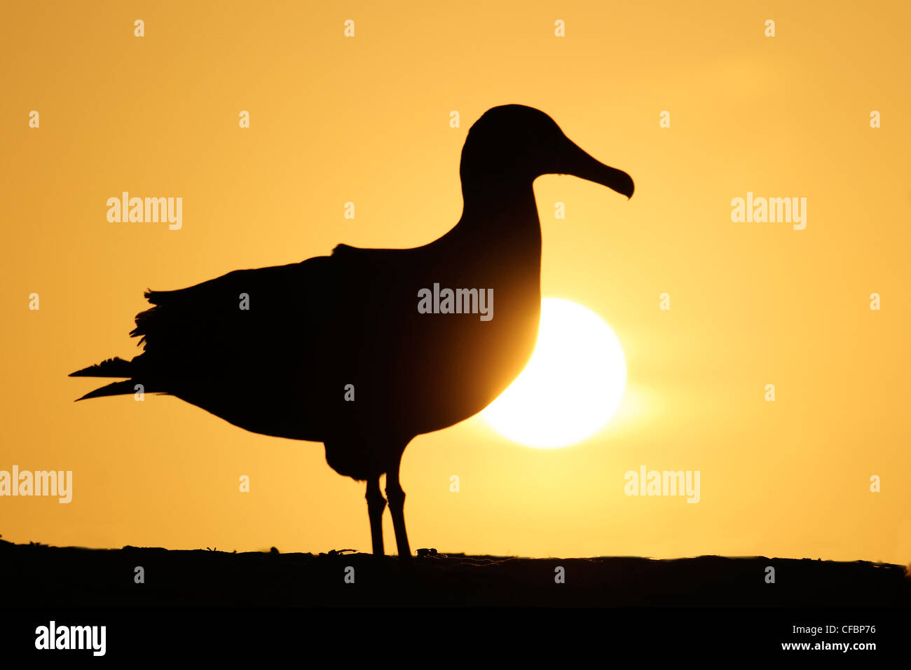 Laysan albatross (Diomedea immutabilis), Midway Atoll, Hawaii Stock ...