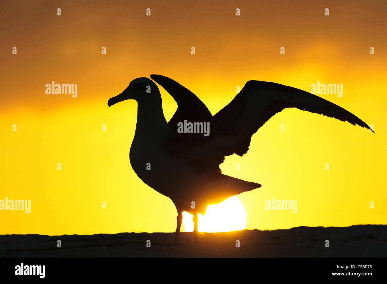 Laysan albatross (Diomedea immutabilis), Midway Atoll, Hawaii Stock ...