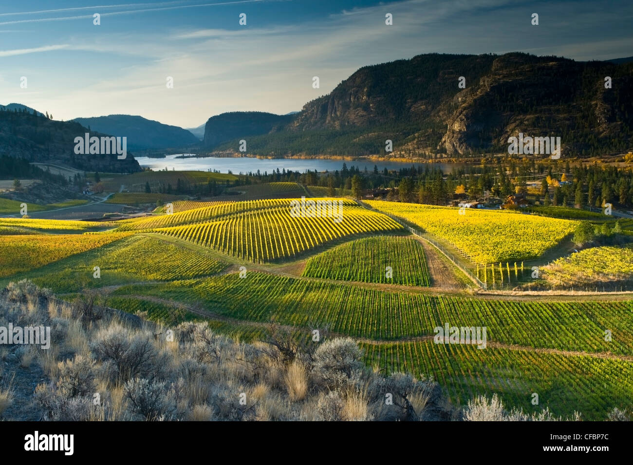 Blue Mountain Vineyard in fall, Okanagan Falls, Okanagan Valley ...