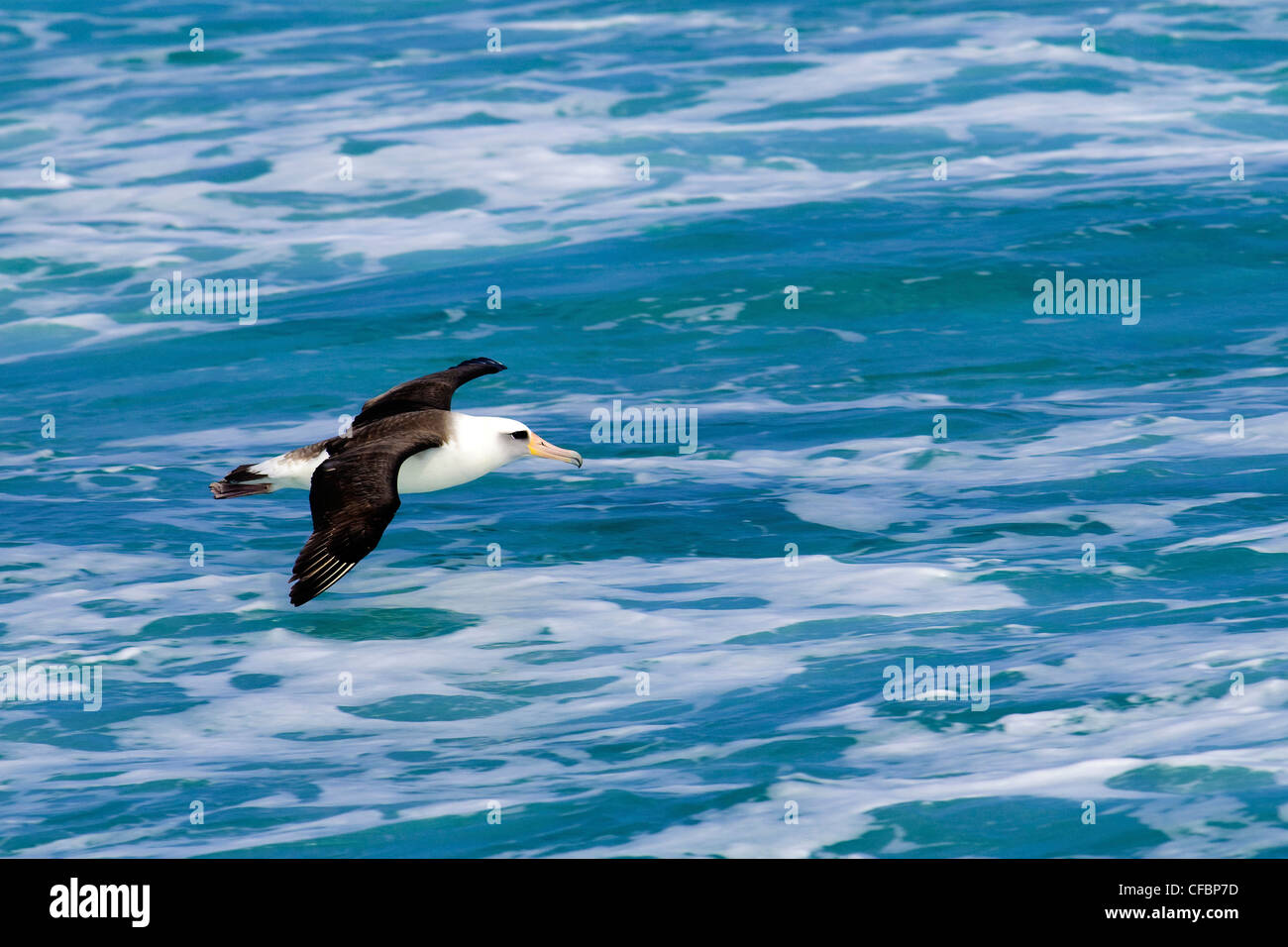 Laysan albatross (Diomedea immutabilis), Midway Atoll, Hawaii Stock ...
