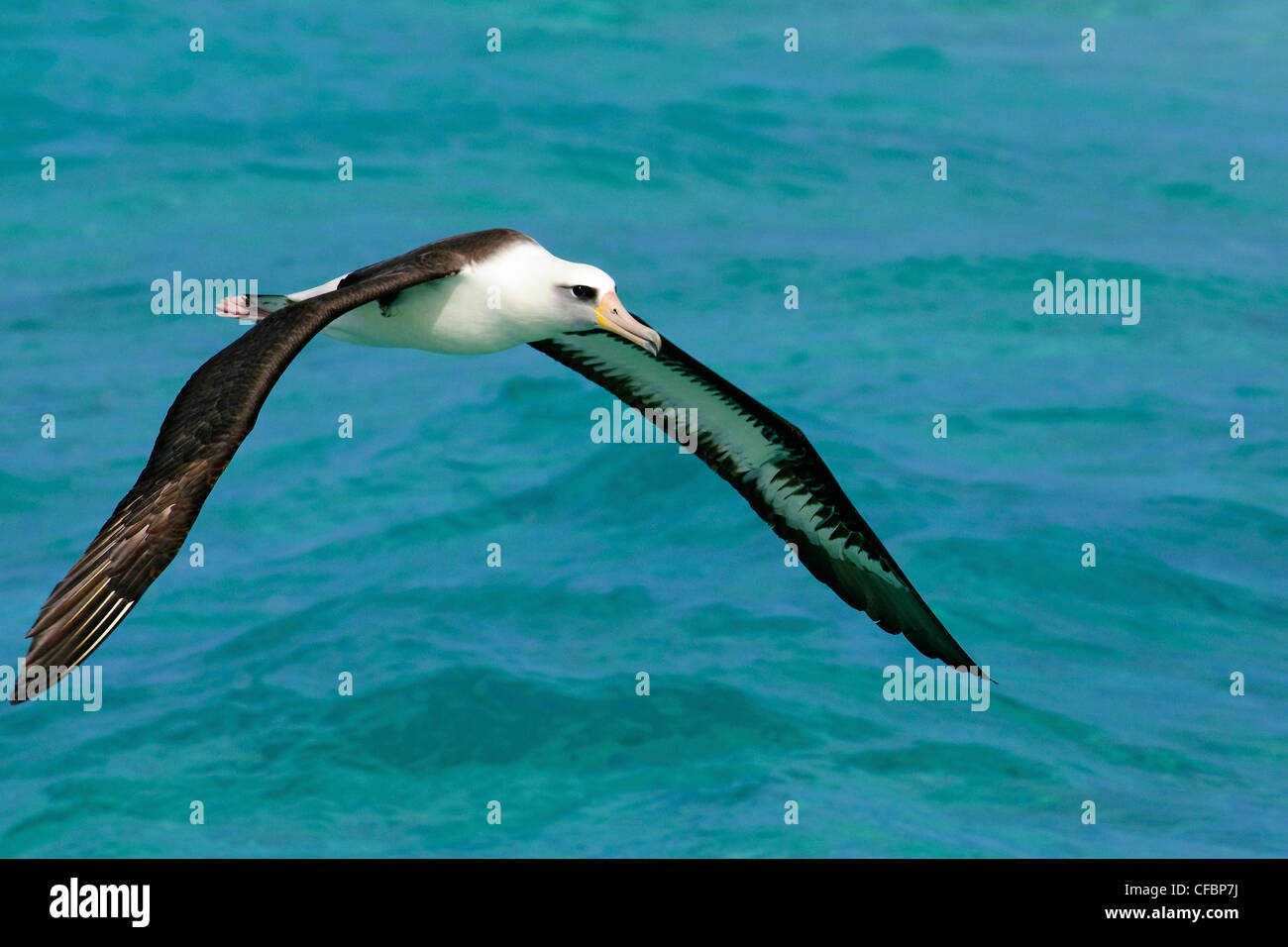 Bird Albatross Salt Water Sea High Resolution Stock Photography and ...