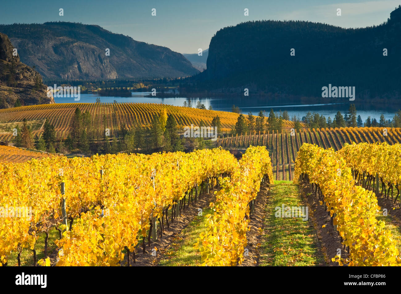 Blue Mountain Vineyard in fall, Okanagan Falls, Okanagan Valley ...