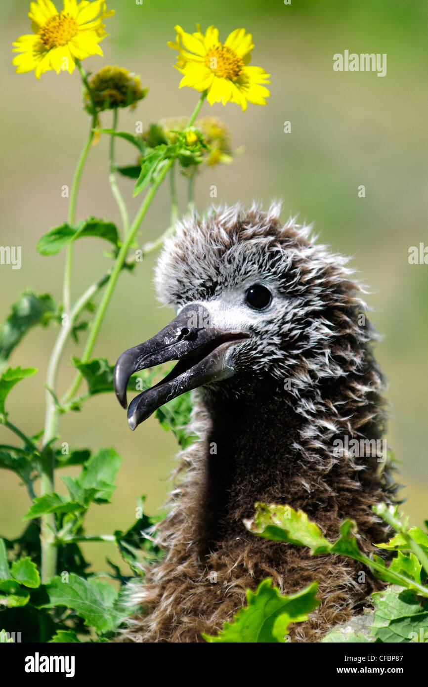 Laysan albatross chick (Diomedea immutabilis), Midway Atoll, Hawaii ...