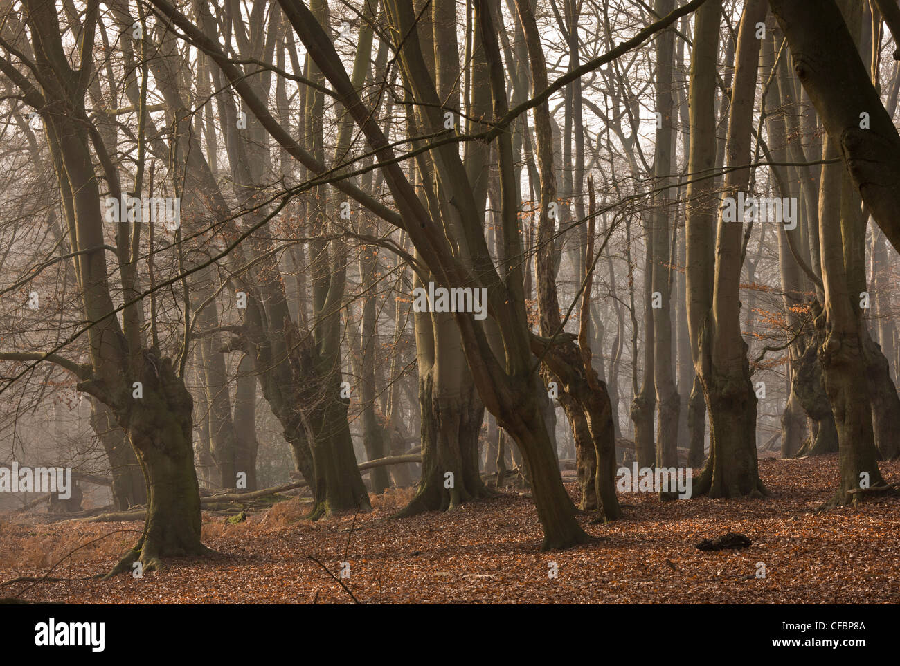 Ancient Beech pollards in Great Monk Wood, Epping Forest. London Stock ...
