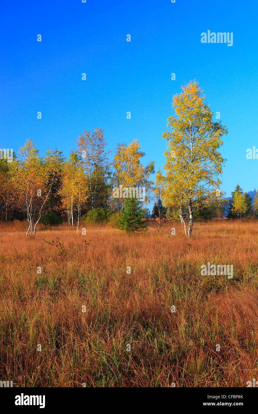 Moor birch tree hi-res stock photography and images - Alamy