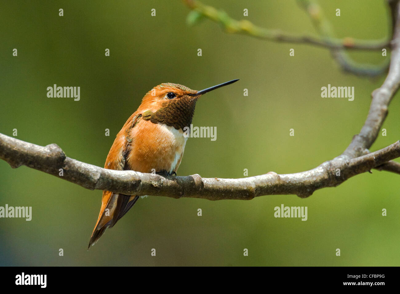 Male rufous hummingbird (Selasphorus rufus), Rocky Mountains, Jasper ...