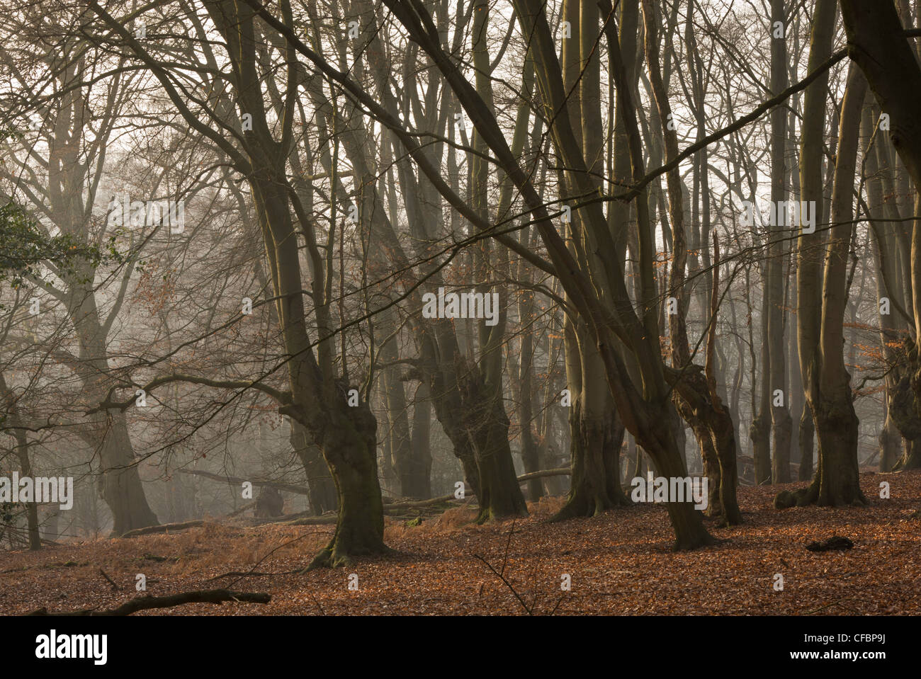 Pollard tree epping hi-res stock photography and images - Alamy