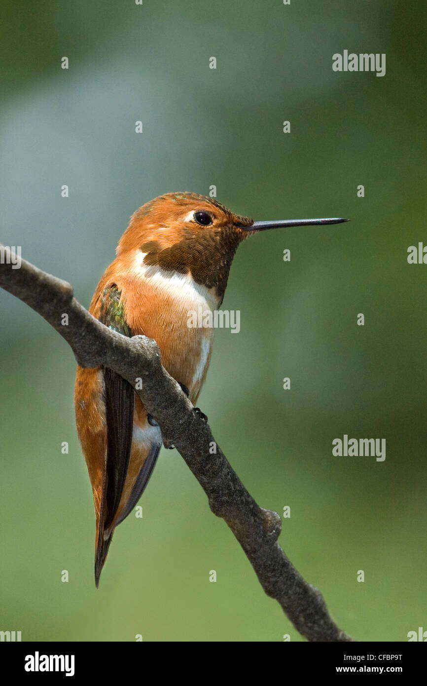 Male rufous hummingbird (Selasphorus rufus), Rocky Mountains, Jasper ...