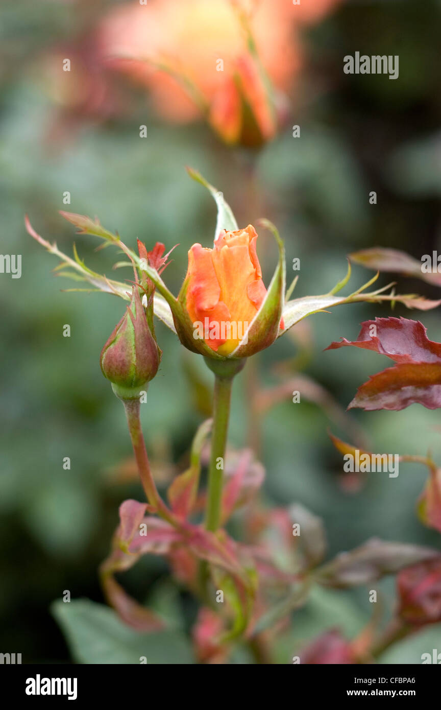 Peachy yellow rose bud Stock Photo - Alamy