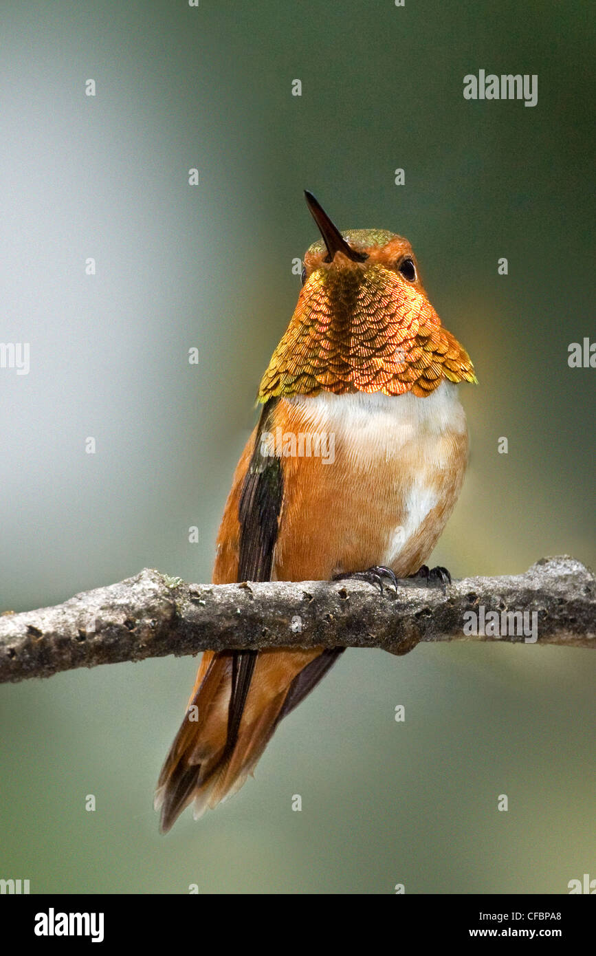 Male rufous hummingbird (Selasphorus rufus), Rocky Mountains, Jasper ...
