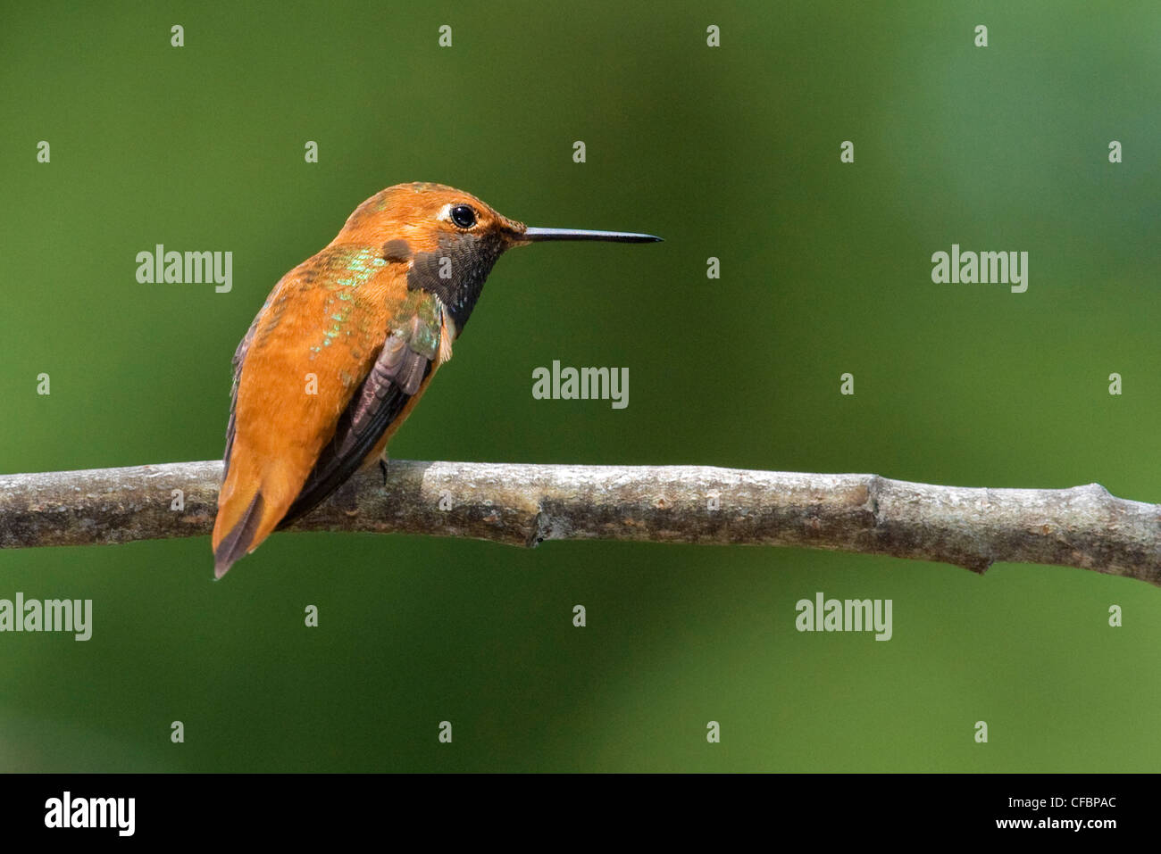 Male rufus hi-res stock photography and images - Alamy