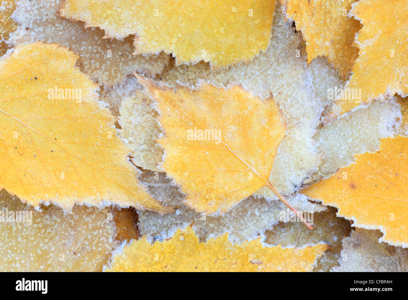 Detail, birch, birches, birch sheet, birch sheets, nature, hoarfrost ...