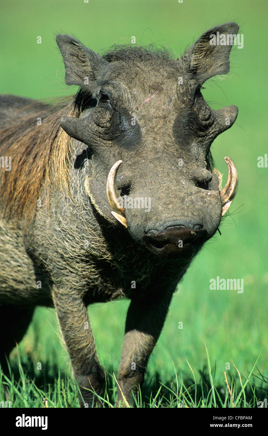 Adult male warthog (Phacochoerus aethiopicus), East Africa Stock Photo ...